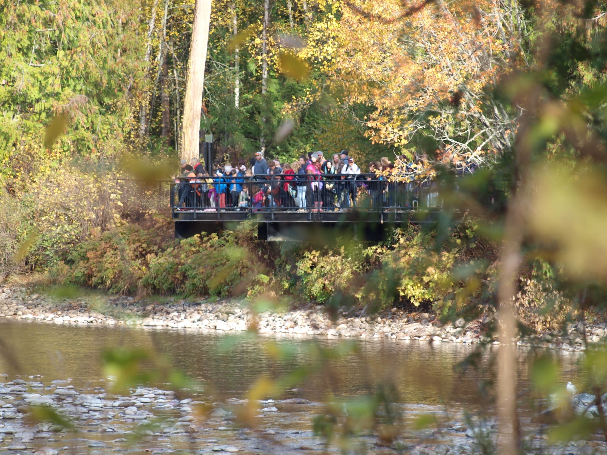 Adams River salmon through the eyes of Kamloops students – The Wren