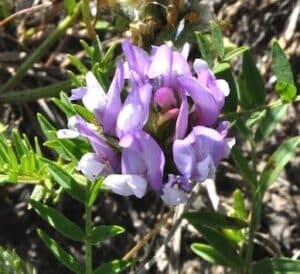 5 kinds of plants flowering now in Kamloops grasslands—The Wren